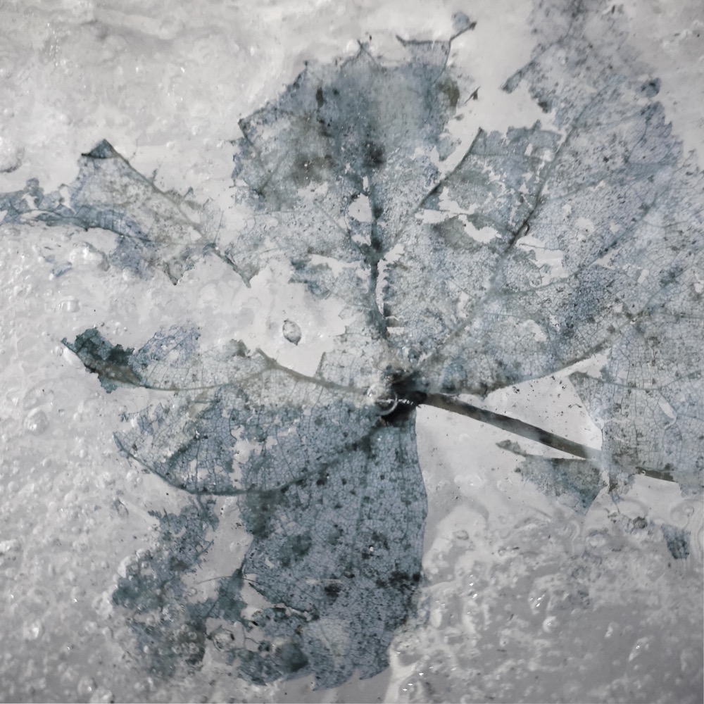 David Cordero - Restless Nature - Reviews - Album of The Year