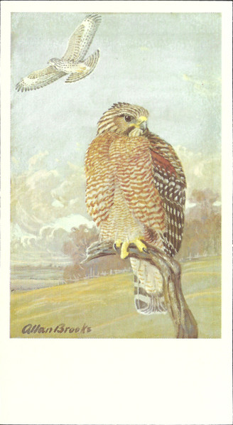 [unknown artist] - Red-Shouldered Hawk - Reviews - Album of The Year