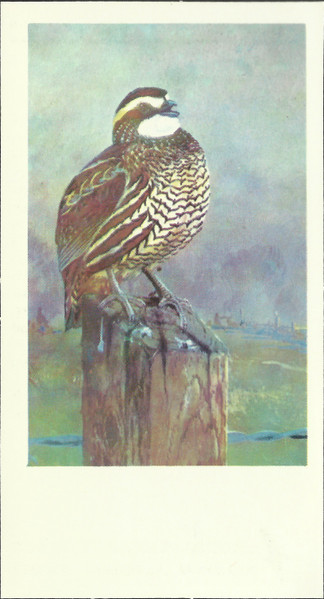 [unknown artist] - Bobwhite (Miscellaneous) - Reviews - Album of The Year