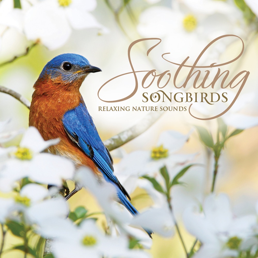 Soothing Songbirds - Soothing Songbirds - Reviews - Album of The Year