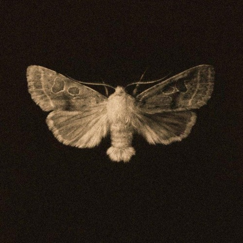 Fársin - Dead Moth - Reviews - Album of The Year