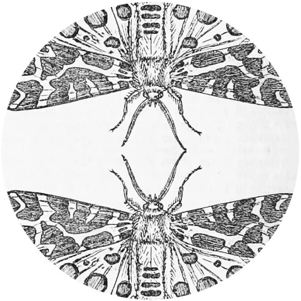 Jute Gyte - The Sparrow - Reviews - Album of The Year