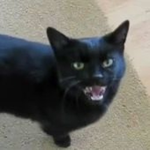 Cyriak Harris - meow mix - Reviews - Album of The Year