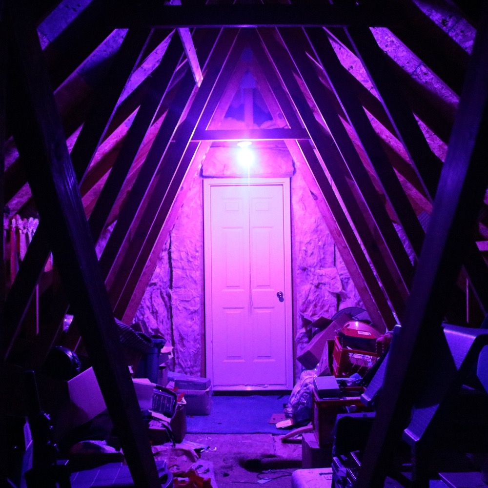 Big Scary Indian - Plum Gut - Reviews - Album of The Year