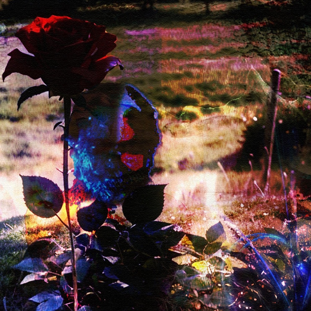 741 - Falling Petals from the Rose Flower (Single) - Reviews - Album of ...