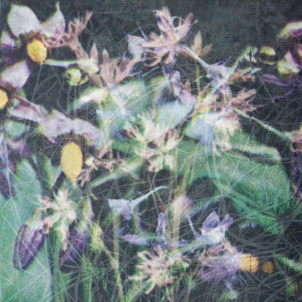 Jas Shaw - Between The Seed and The Timber - Reviews - Album of The Year