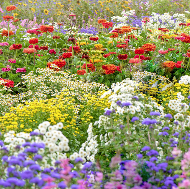 mem - FLOWER GARDEN (Single) - Reviews - Album of The Year