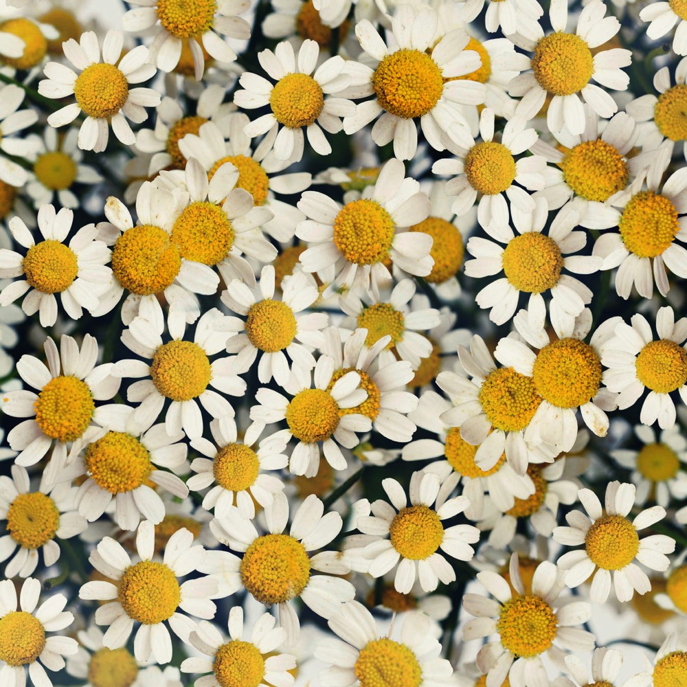 NakamuraEmi - Daisy (Single) - Reviews - Album of The Year