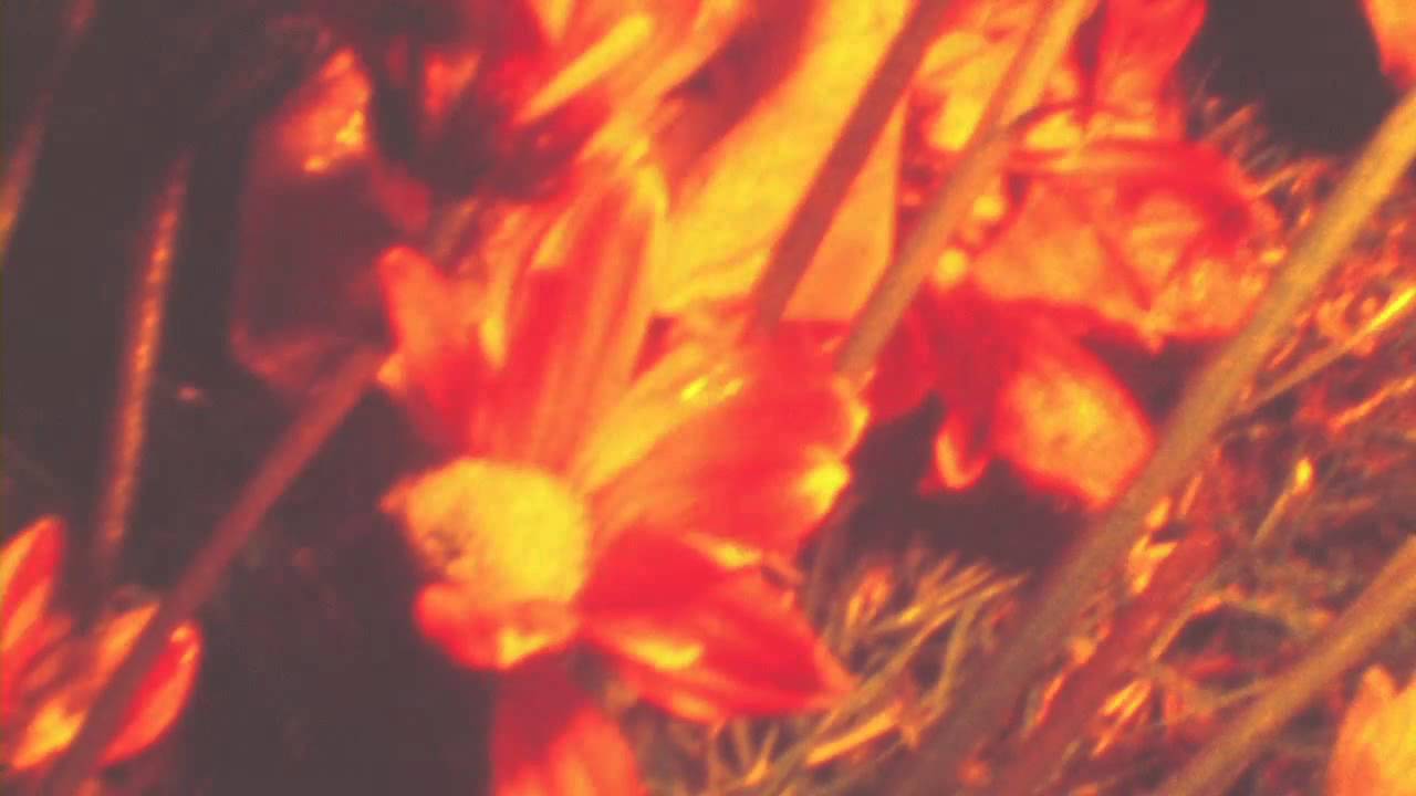 Tamaryn - The Garden (Music Video) - Reviews - Album of The Year