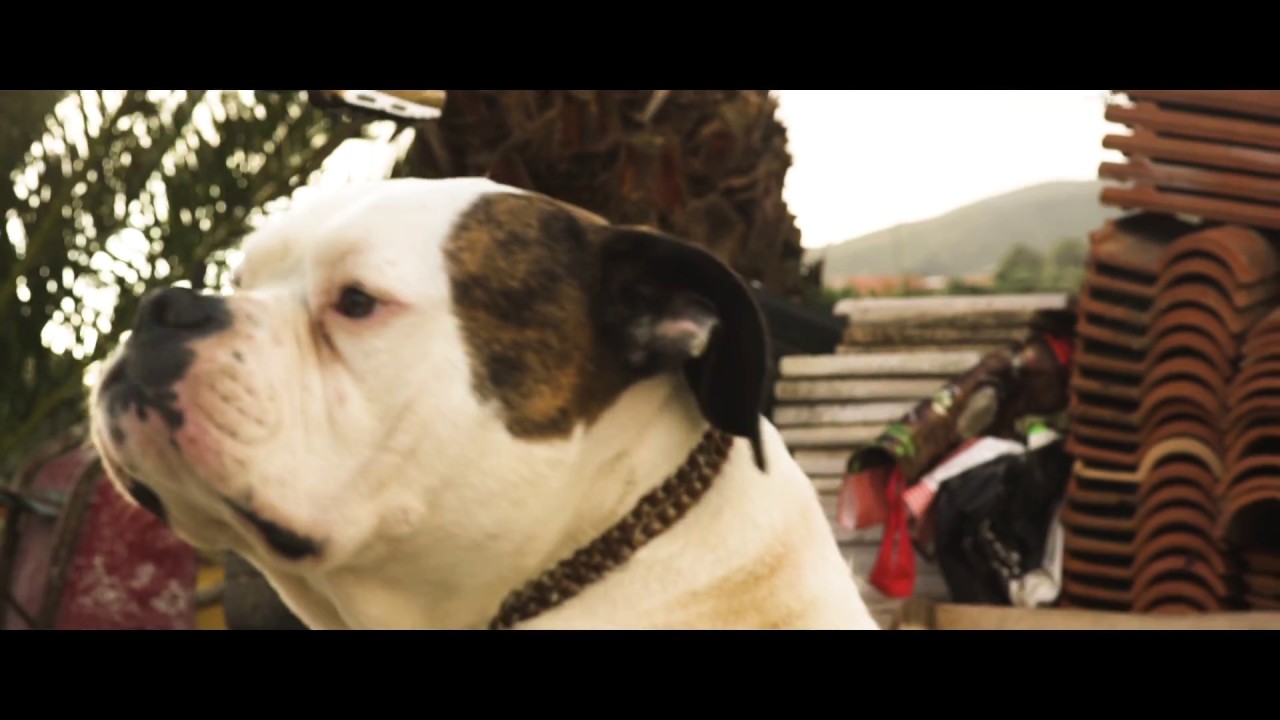 Dillaz - 1100 Cegonhas (Music Video) - Reviews - Album of The Year