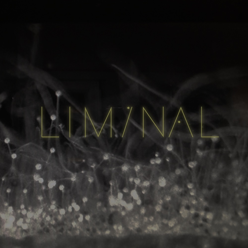 Various Artists - Liminal 2 - Reviews - Album of The Year