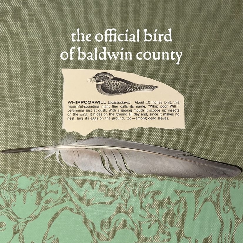 The Official Bard Of Baldwin County - the official bird of baldwin ...