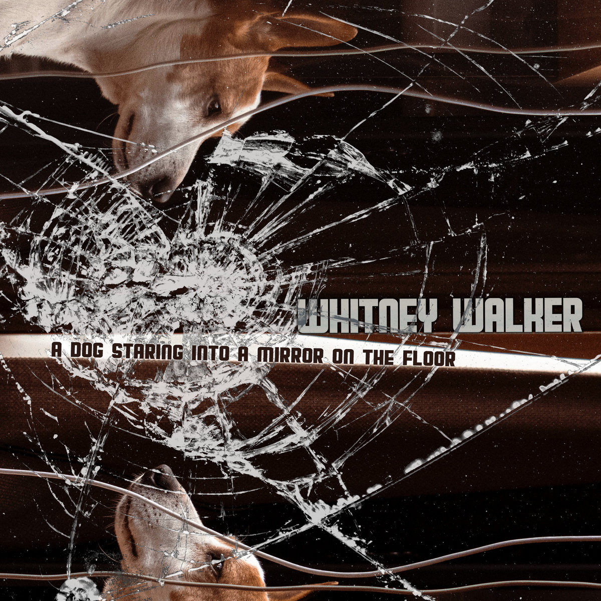 Whitney Walker - A Dog Staring Into A Mirror On The Floor - Reviews ...