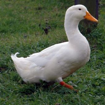 quinn - the duck song (Single) - Reviews - Album of The Year