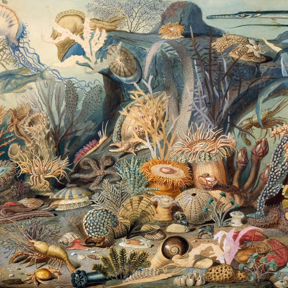 Chypho - Episodes in Oceanography, Vol. 2 - Reviews - Album of The Year