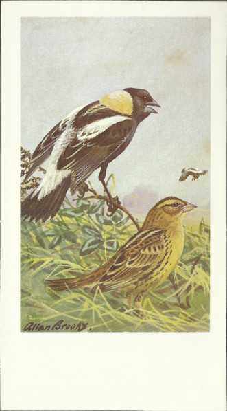 [unknown artist] - Bobolink - Reviews - Album of The Year