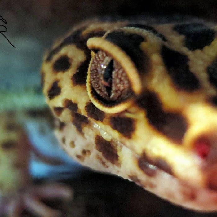Sam Shalabi - Gecko - Reviews - Album of The Year