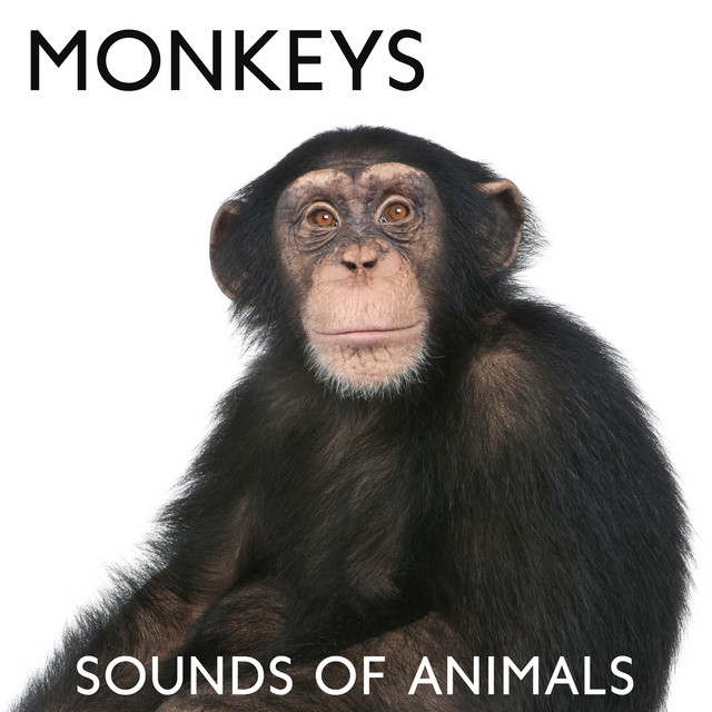 Ambient Jungle Sounds - Monkeys: Sounds of Animals - Reviews - Album of ...