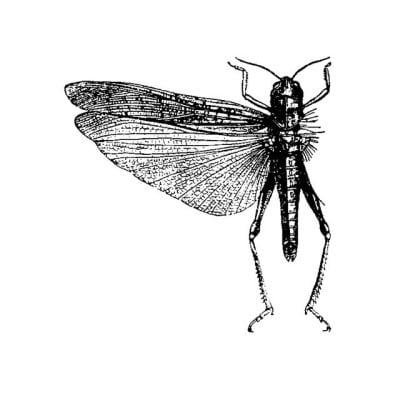 The Locust Albums, Songs - Discography - Album of The Year