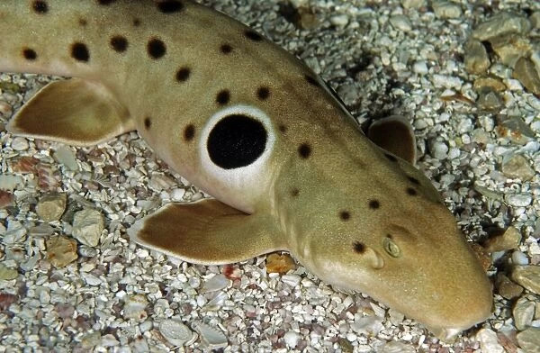 Epaulette_Shark - Profile - Album of The Year